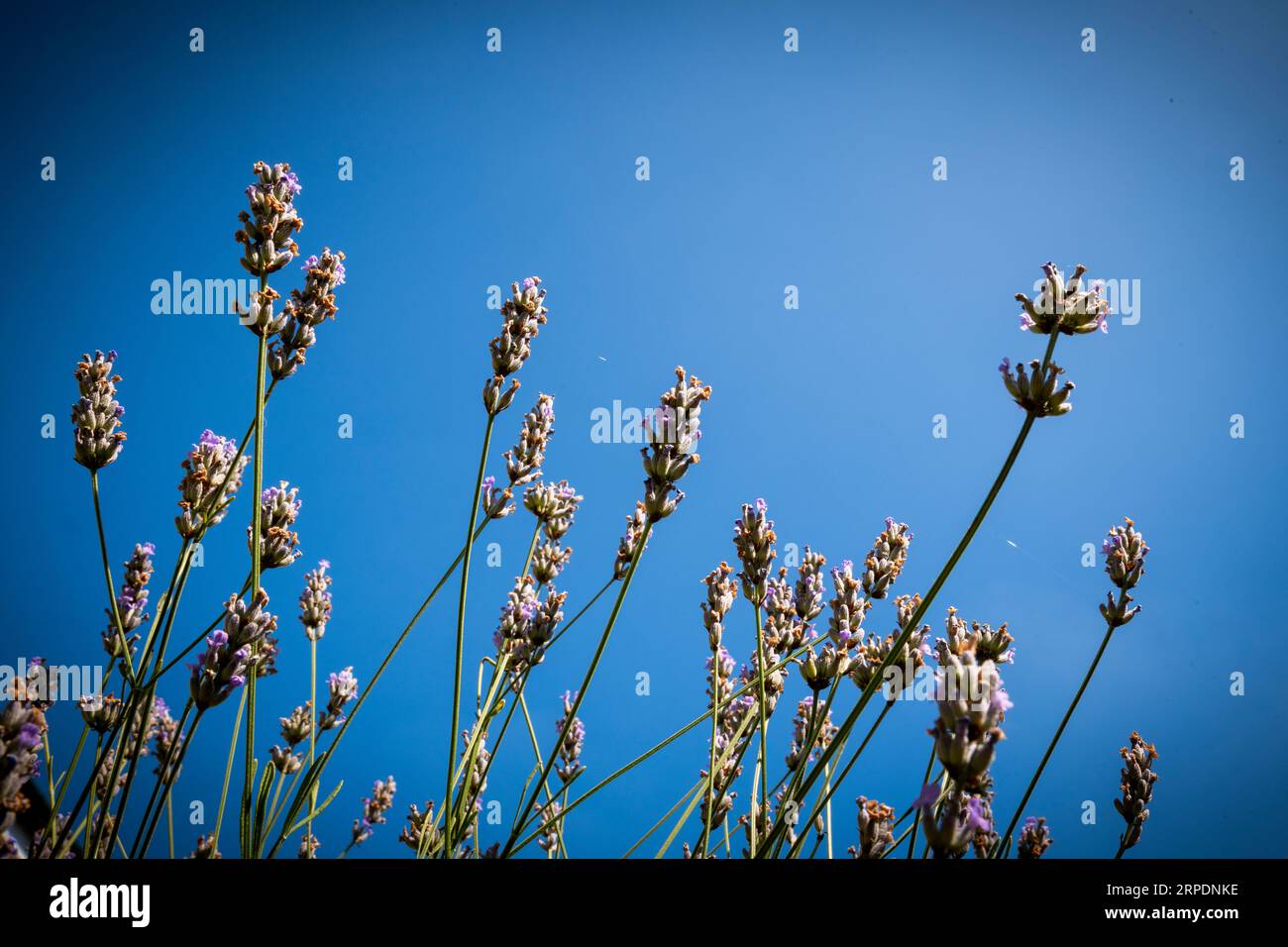 Faded flowers of Lavender or Lavandula Angustifolia against a deep blue ...