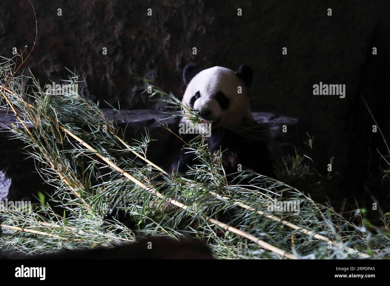 Belgium brugelete panda hi-res stock photography and images - Alamy