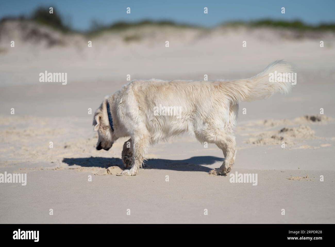white Labrador Retriever dog on beach in summer Stock Photo - Alamy