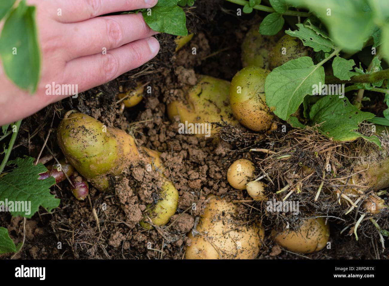 Potato above ground under mulch, growing and harvesting Stock Photo - Alamy
