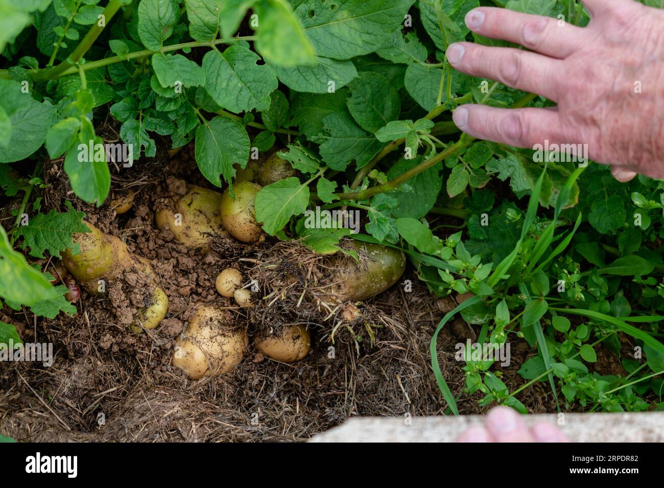 Potato above ground under mulch, growing and harvesting Stock Photo - Alamy