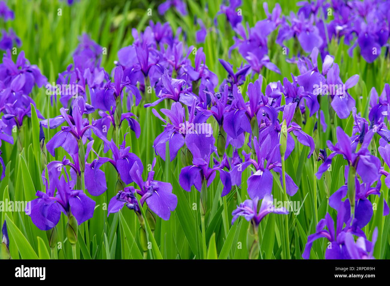 Japanese Water Iris Japanese Water Iris Ensata Flower Iris "Wonderful