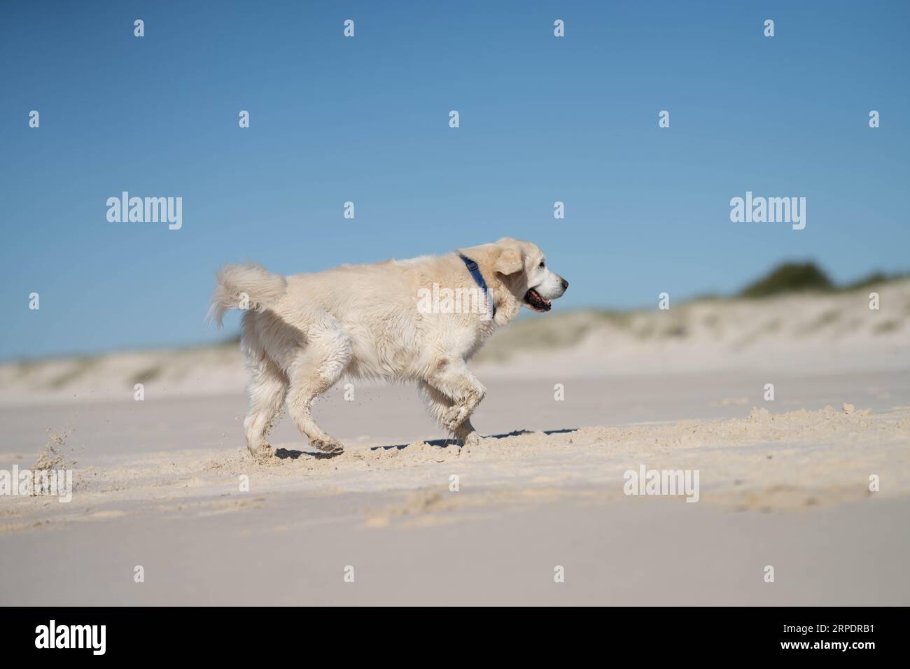 white Labrador Retriever dog on beach in summer Stock Photo - Alamy