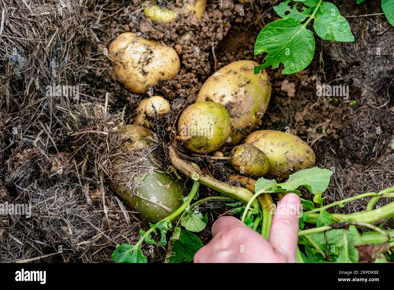 Potato above ground under mulch, growing and harvesting Stock Photo - Alamy