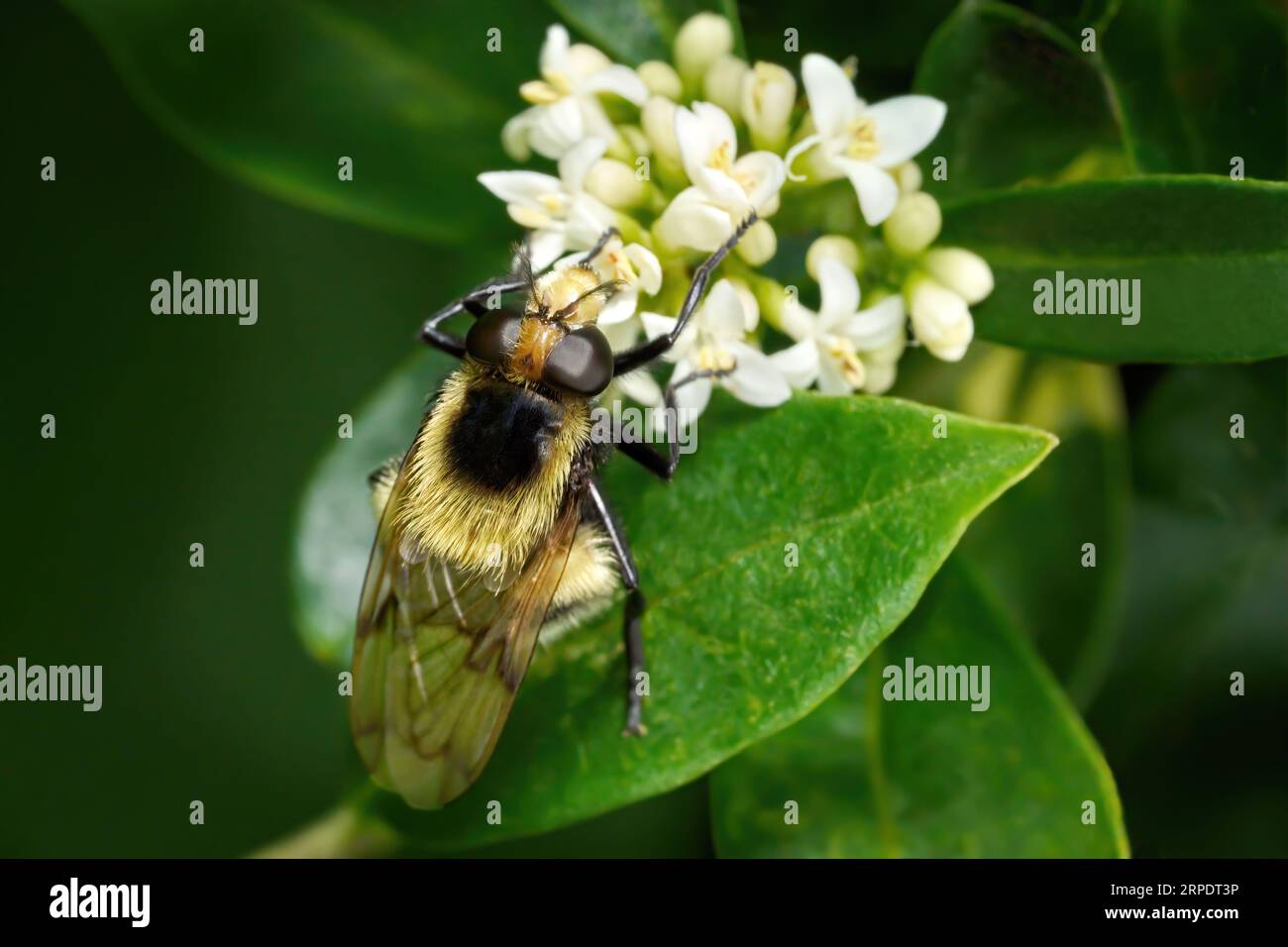 Bumblebee hoverfly (Volucella bombylans var. plumata) on white flowers ...
