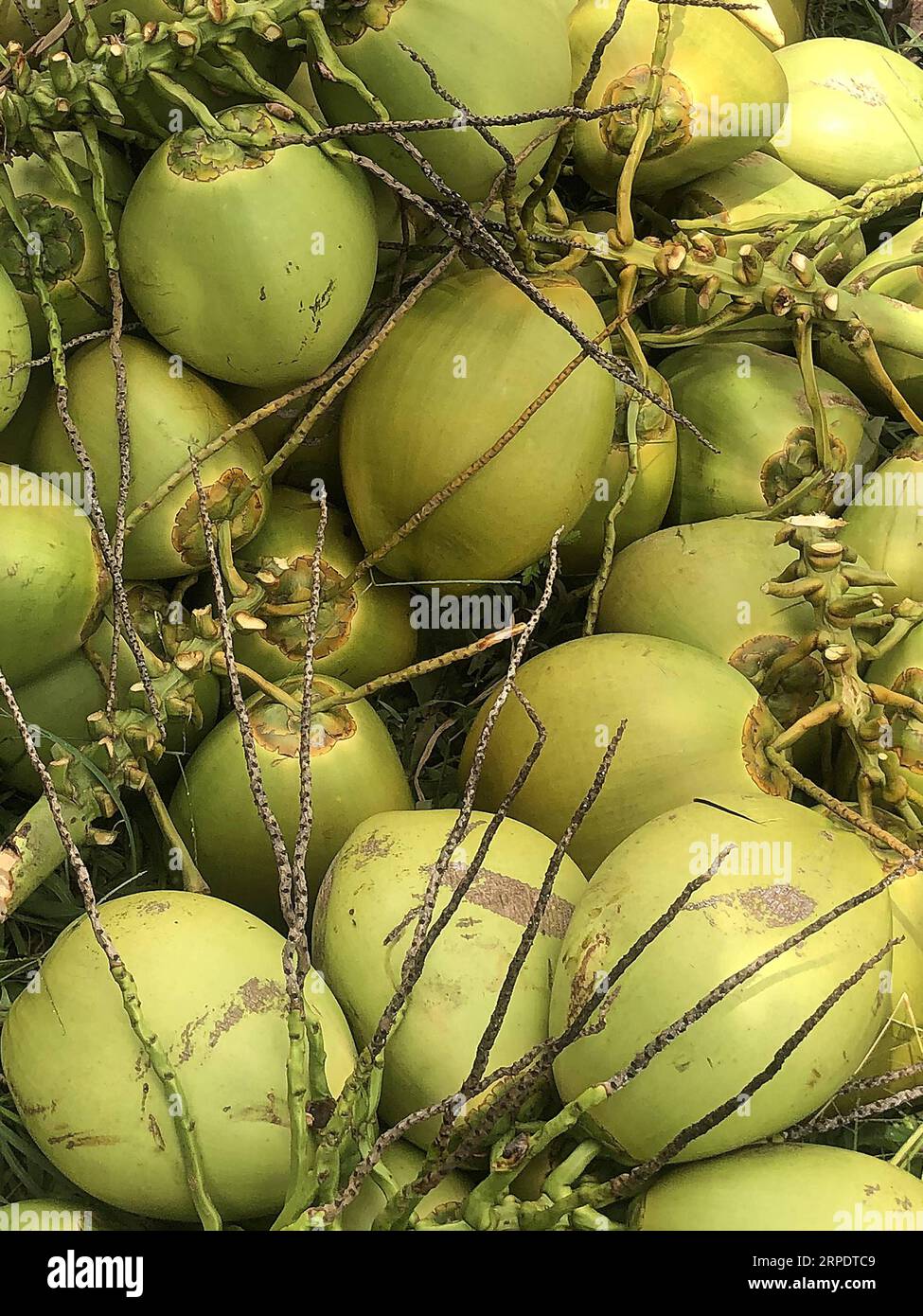 Coconut plantation philippines hi-res stock photography and images - Alamy