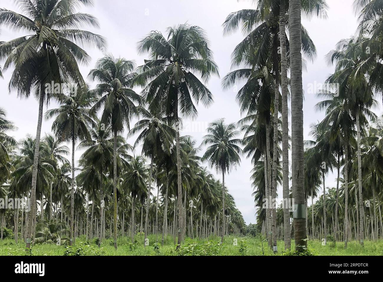Philippine coconut industry hi-res stock photography and images - Alamy