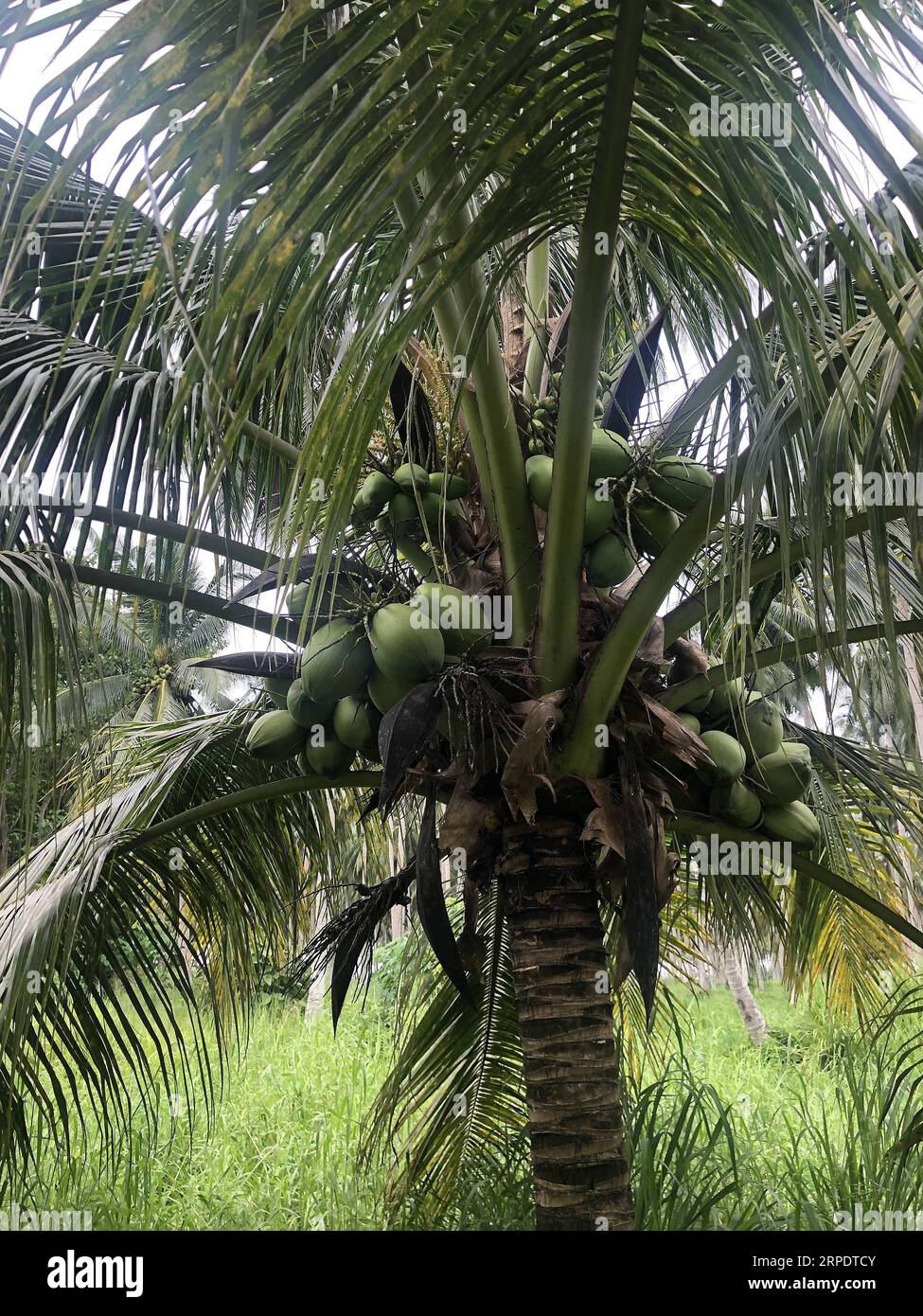 Philippine Coconut Tree Coconut Palm | Tree, Scientific Name, Uses,