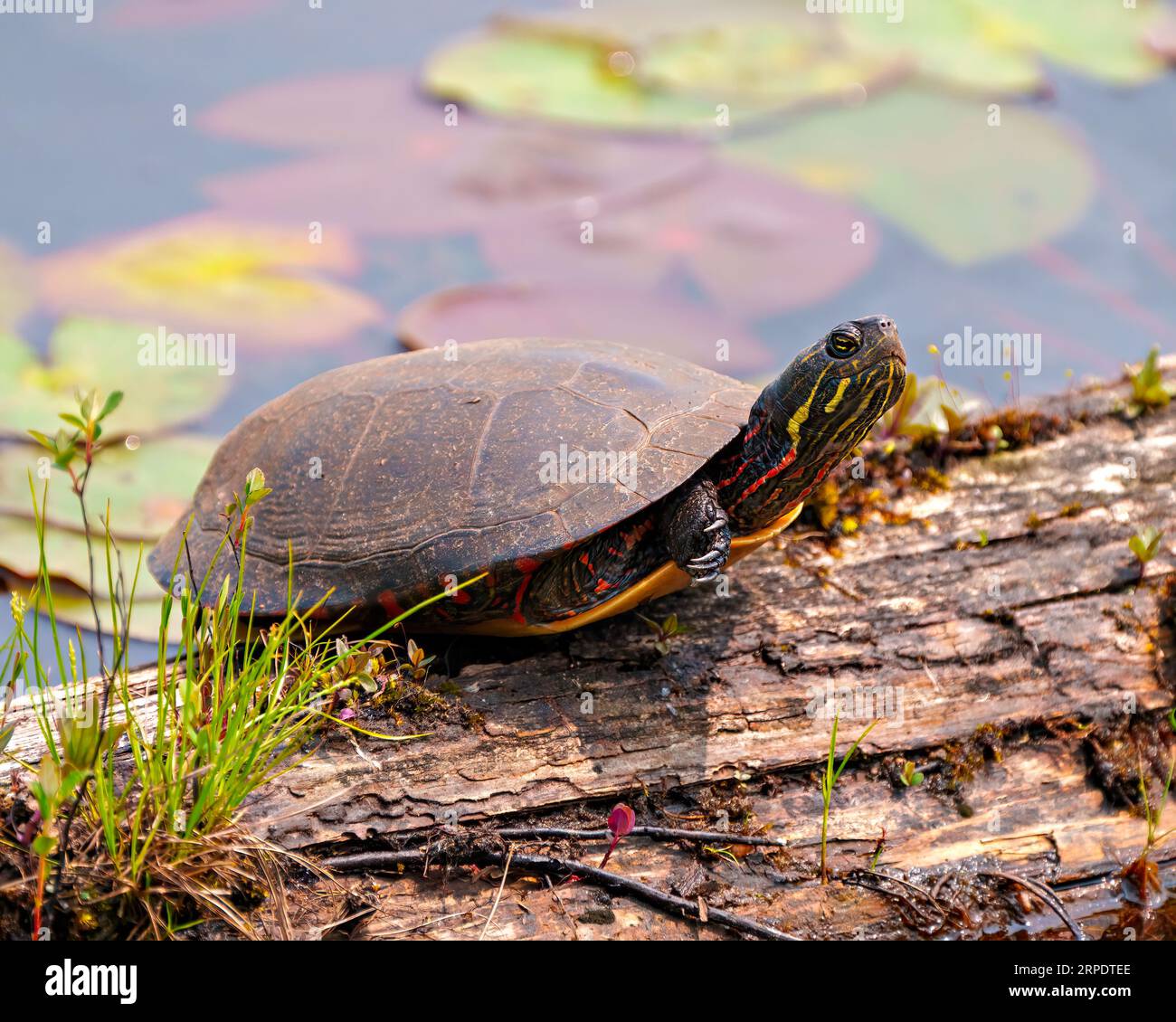Painted turtle resting on a moss log in the pond with lily water pad ...