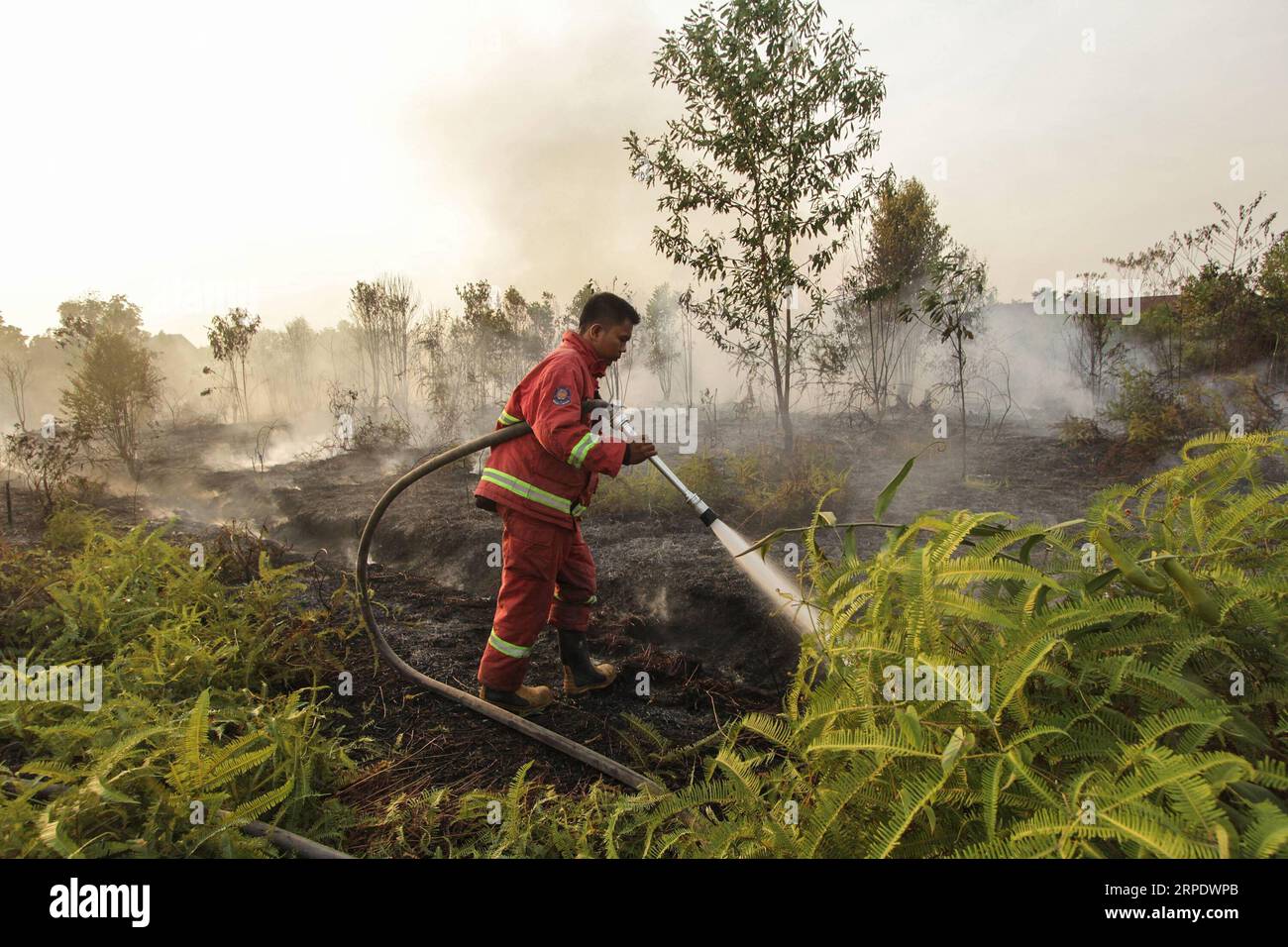 (190813) -- RIAU, Aug. 13, 2019 -- A firefighter tries to extinguish ...