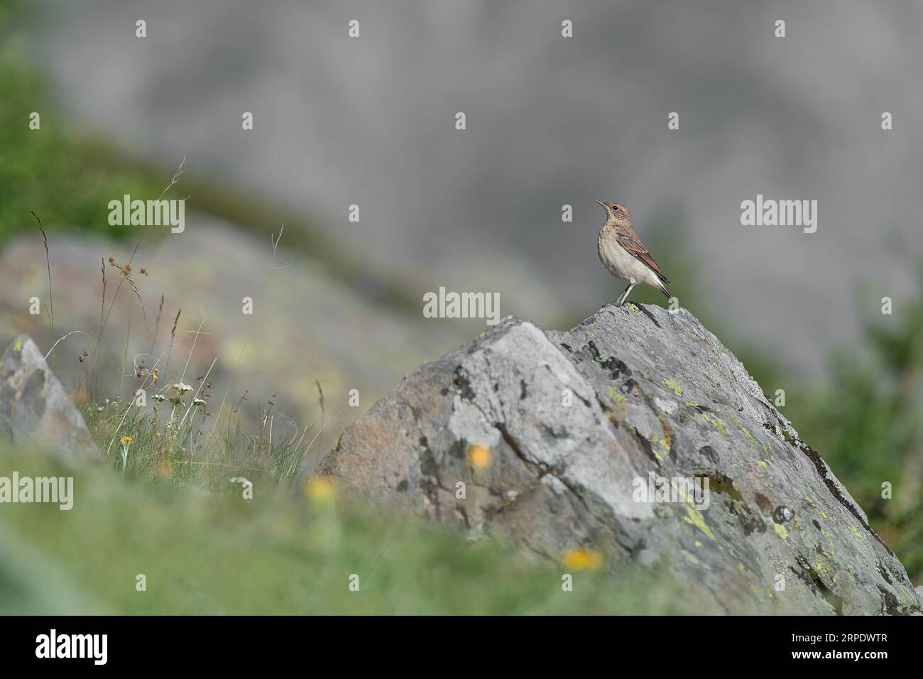 Beautiful portrait wheatear female hi-res stock photography and images ...