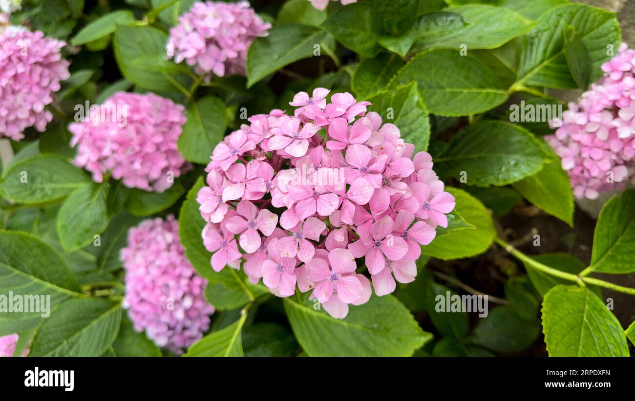 Hydrangea flowers. Blooming hydrangea bouquet on tree. Hydrangea ...
