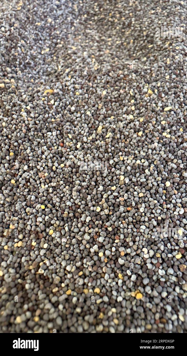 Blue poppy seeds. Bulk poppy seeds. food background Stock Photo - Alamy