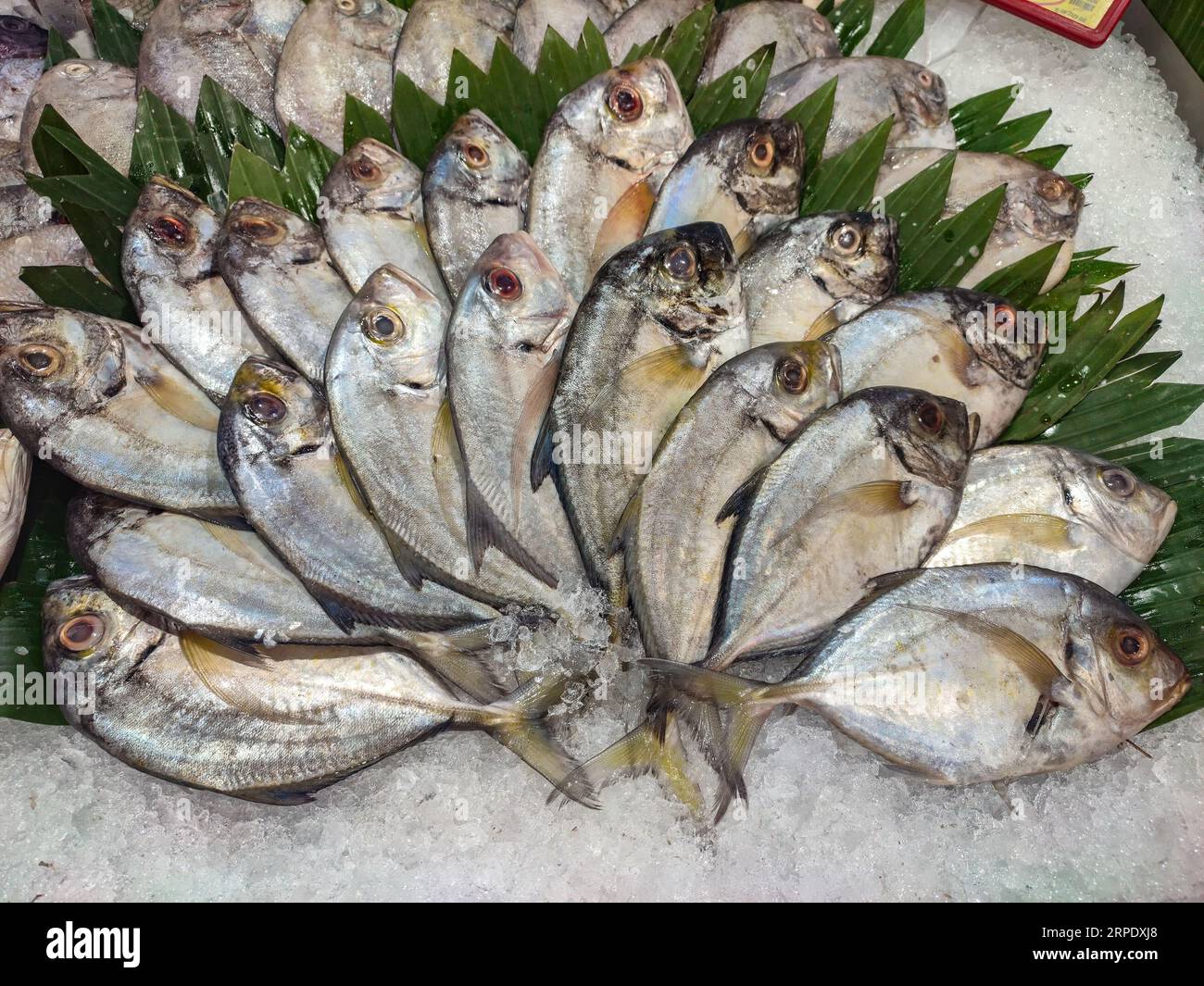 Carangoides malabaricus hi-res stock photography and images - Alamy