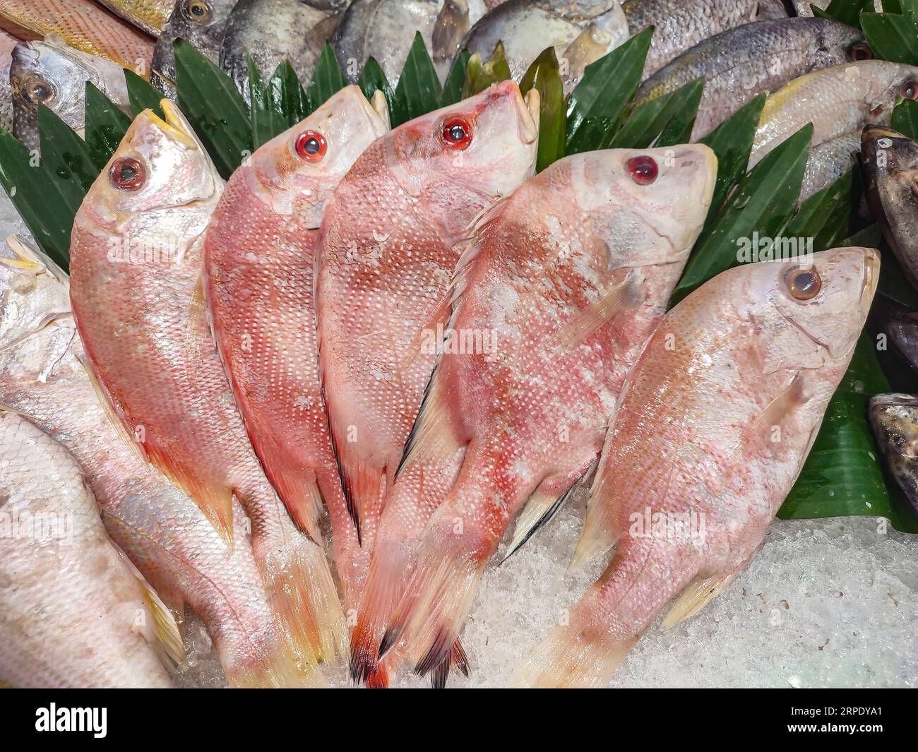 The red snapper fish is arranged neatly on top of ice shards in the ...