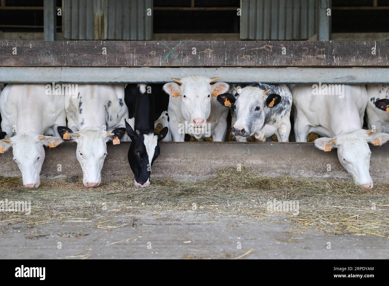 Belgian blue cattle hi-res stock photography and images - Alamy