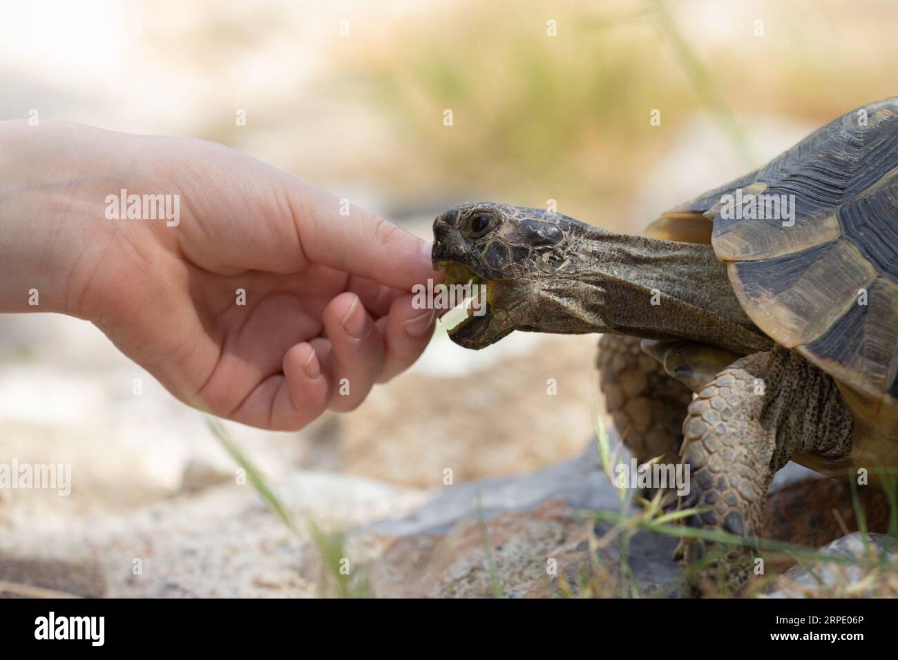 European terrestrial turtle with human hand and open mouth. Macro photo ...