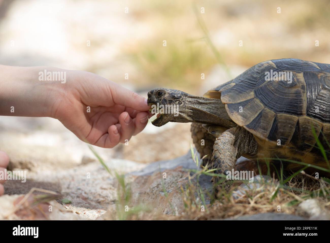 European terrestrial turtle with human hand and open mouth. Macro photo ...