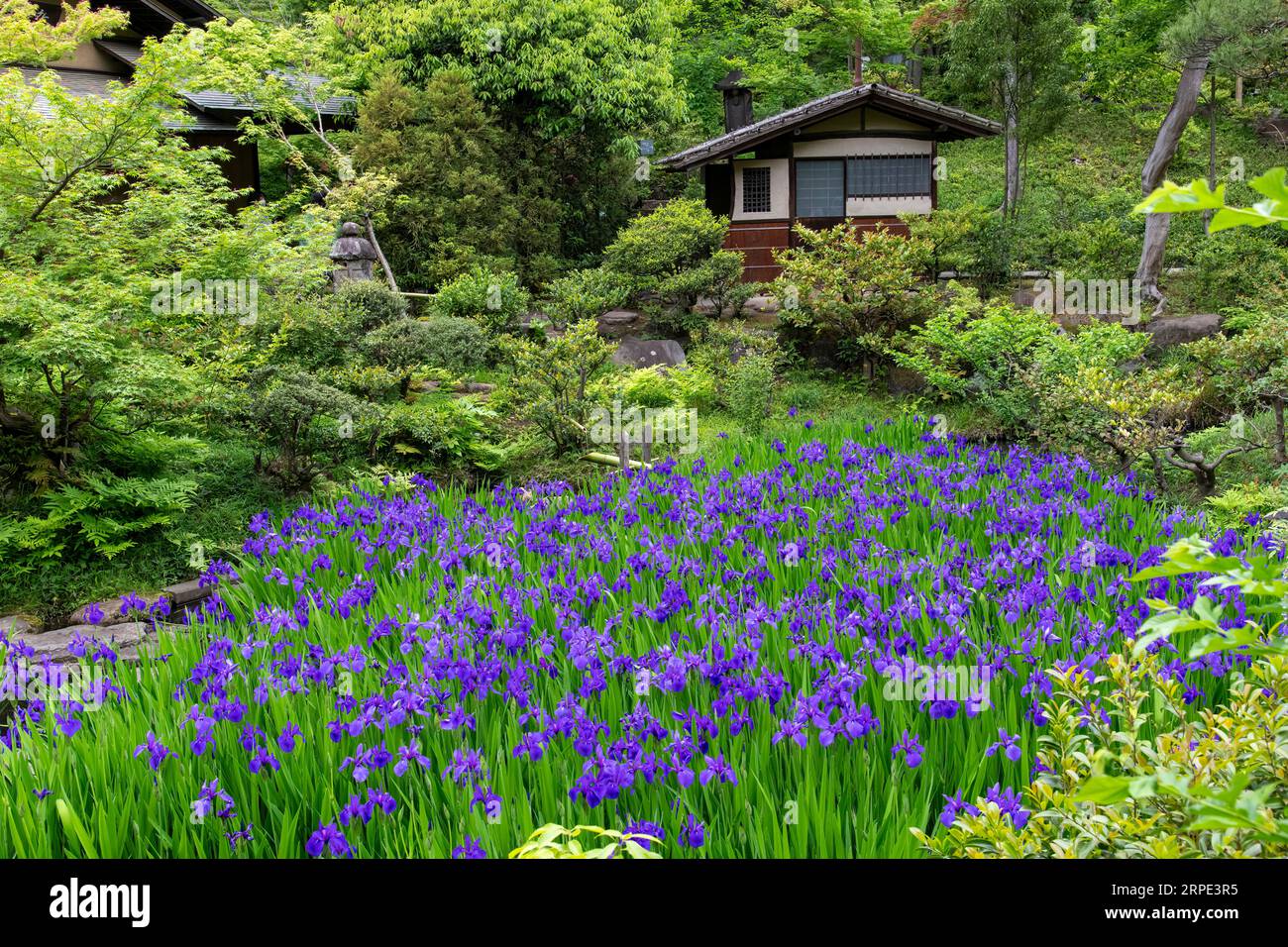 Iris garden tokyo hi-res stock photography and images - Alamy