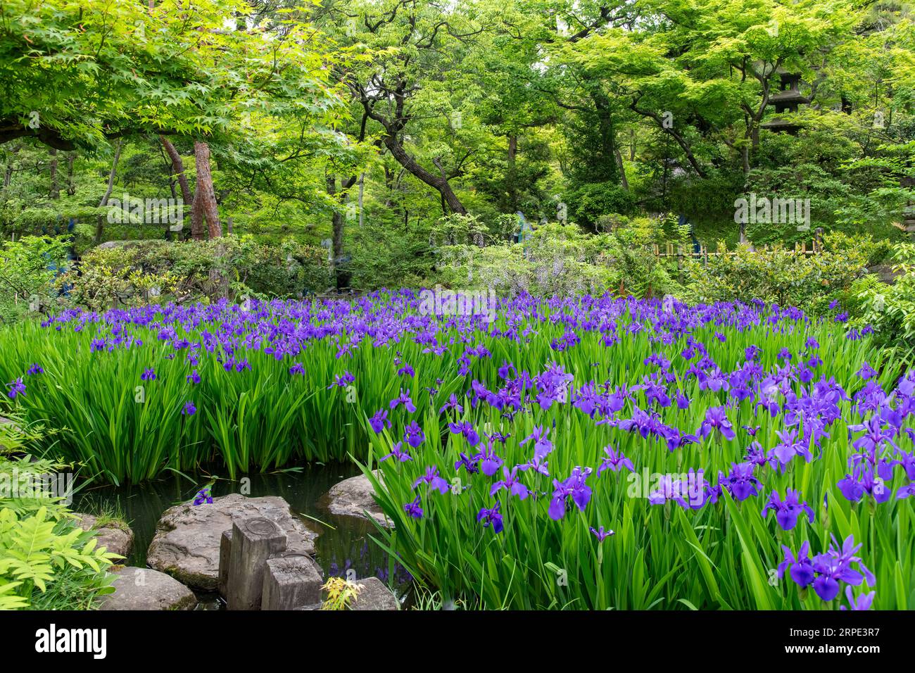 Tokyo, Japan-April 22, 2023; Japanese garden in Nezu Museum filled with purple Iris ensata ...