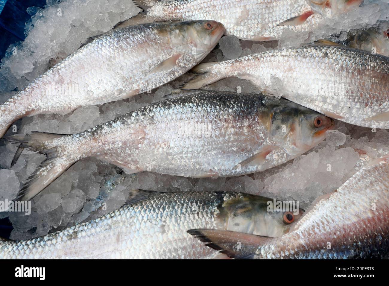 Dhaka, Bangladesh - September 04, 2023: Vendors are sitting with hilsa ...