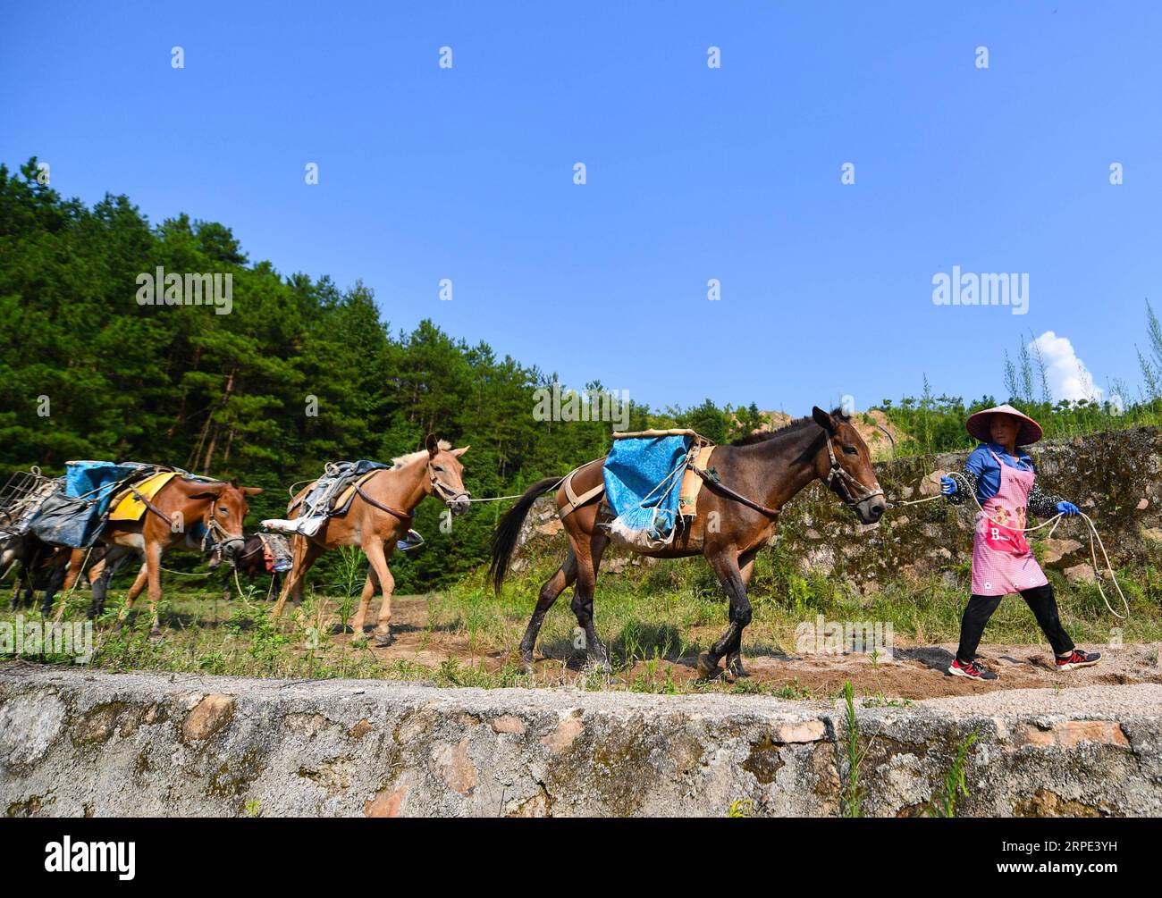 (190817) -- XINGGUO, Aug. 17, 2019 -- A women leads a group of horses ...