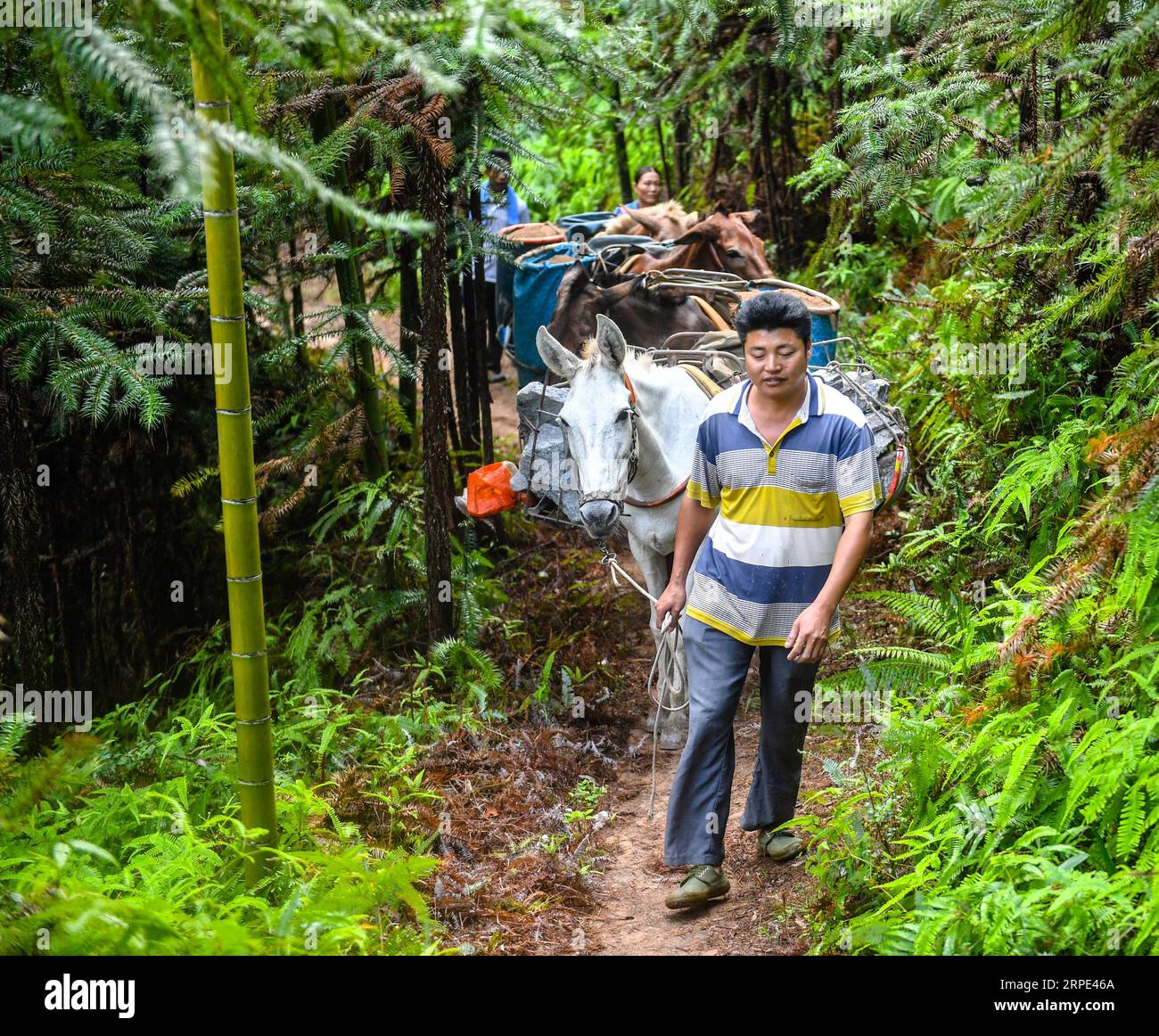(190817) -- XINGGUO, Aug. 17, 2019 -- Yu Yulin, head of a horse caravan ...