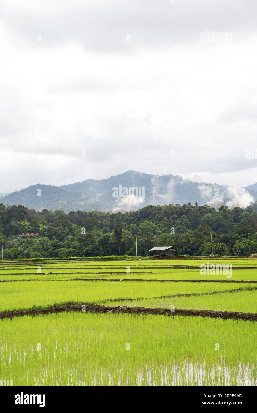 Rice fields north thailand hi-res stock photography and images - Alamy