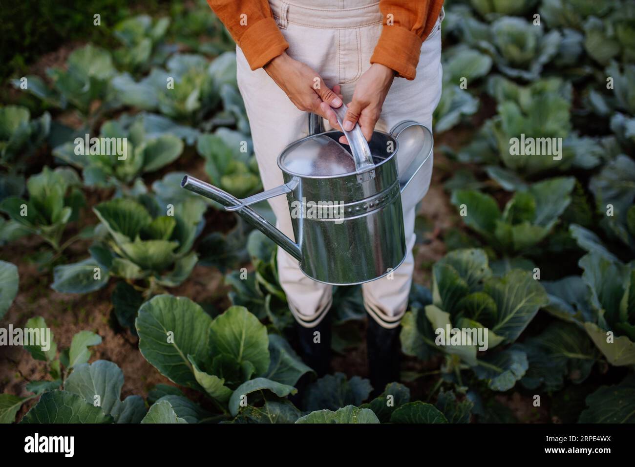 Close up of farmer standing in the middle of cabbage field with ...