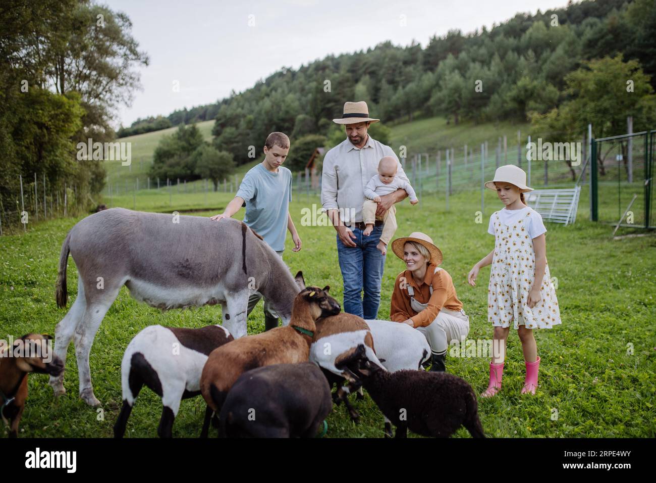 Portrait of farmer family petting animals on their farm Stock Photo - Alamy