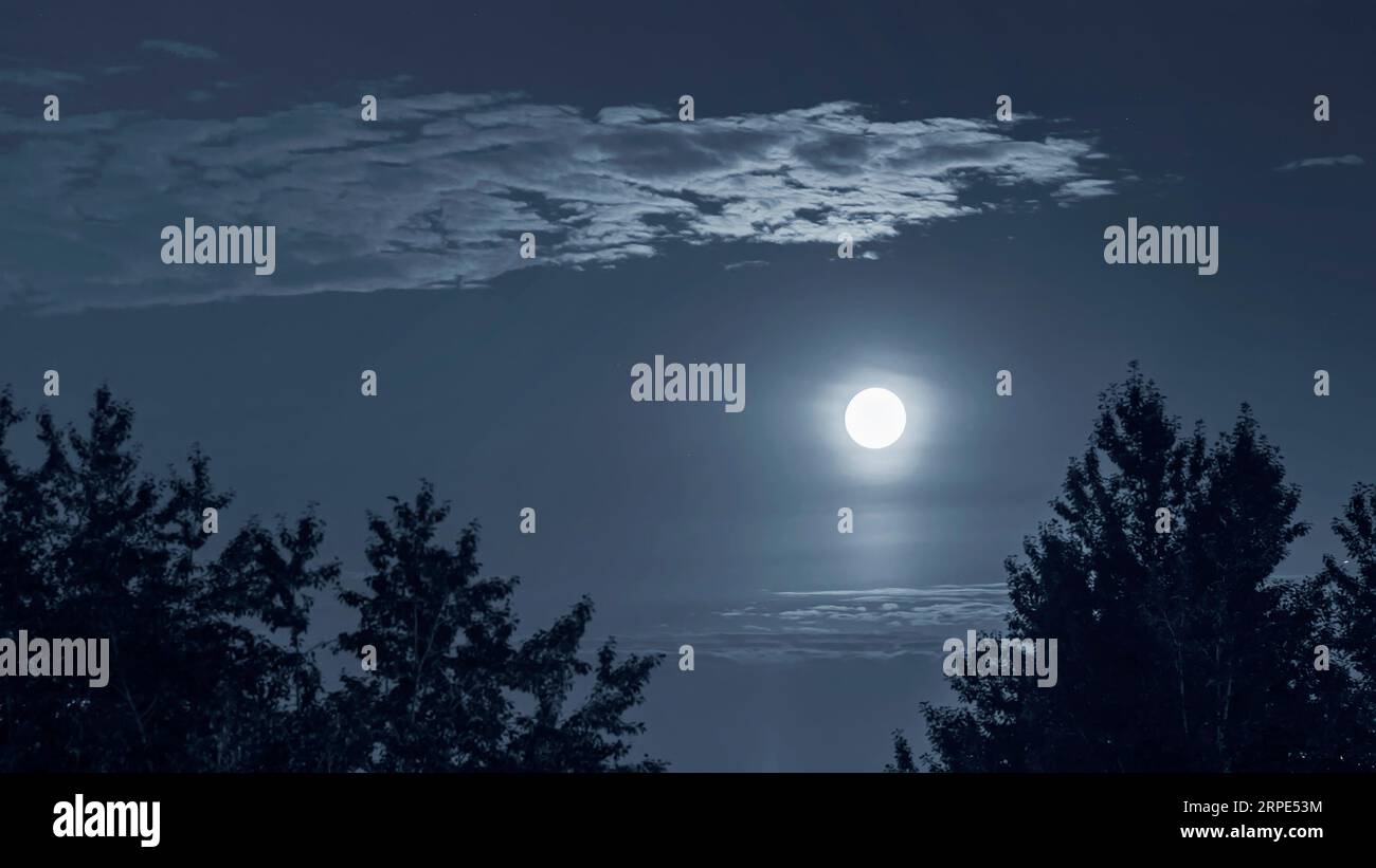 Dark night landscape with full moon, trees silhouette Stock Photo - Alamy