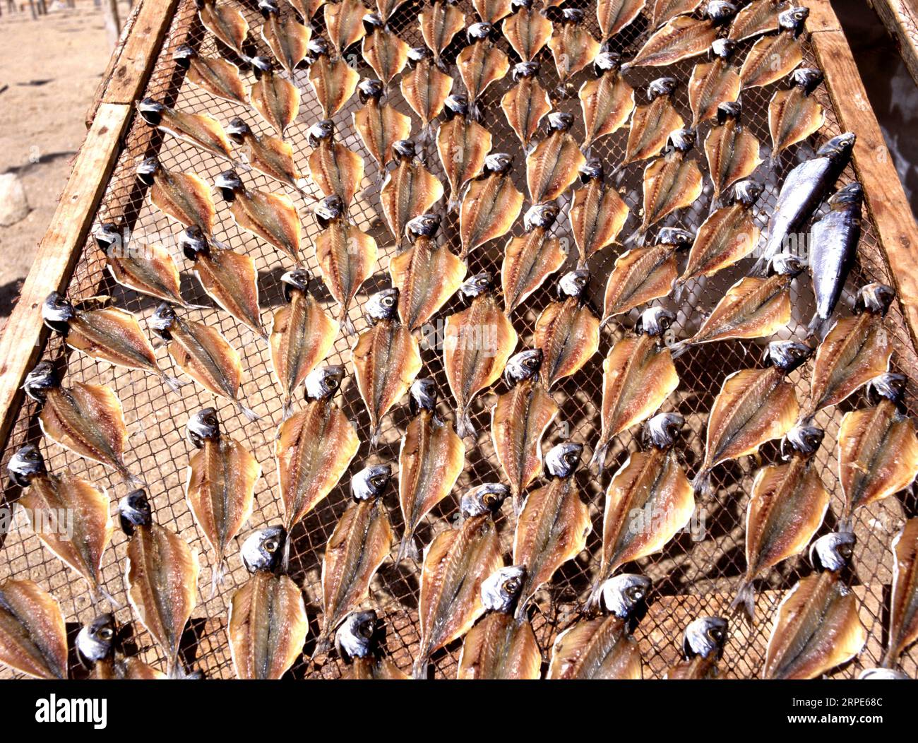 Drying Fish at the traditional way on the beach in Nazare, Portugal ...