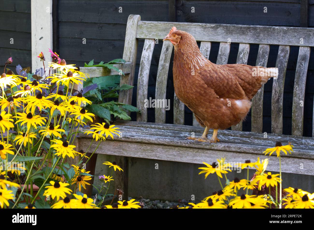A pet hen standing on a garden bench Stock Photo - Alamy
