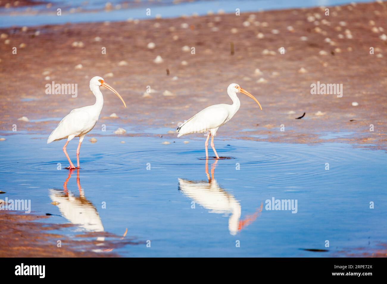 Two American white ibis are wading on a beach in Fort DeSoto County ...