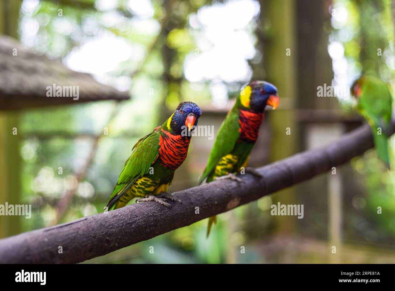 Loriini parrots sitting on a branch in Kuala Lumpur, Malaysia Stock ...