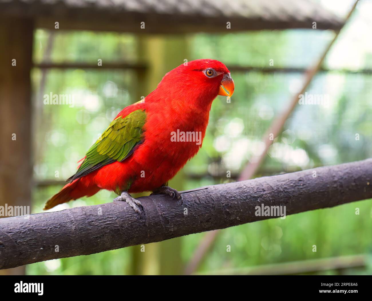 Chattering lory (Lorius garrulus) parrot sitting on branch Stock Photo ...