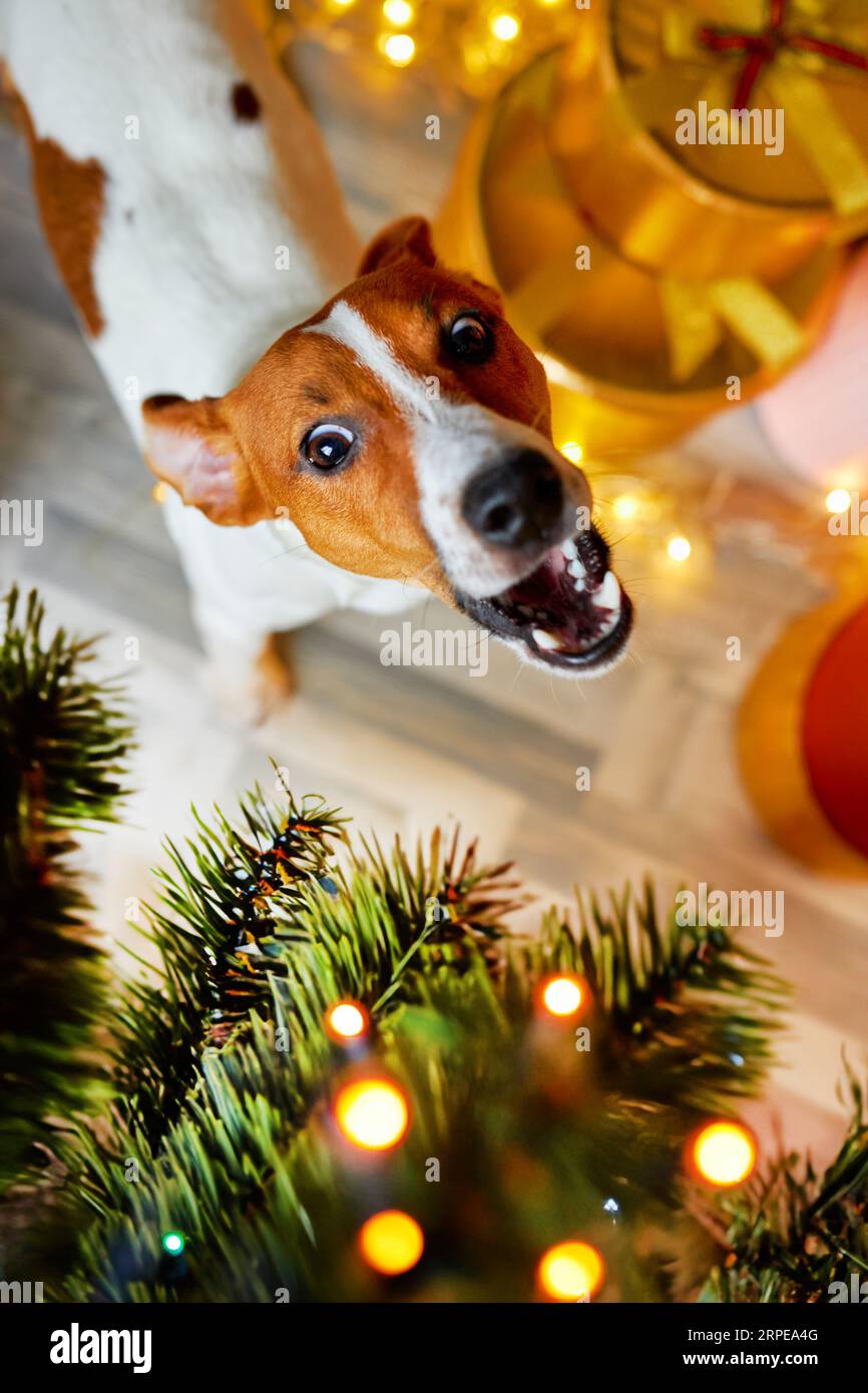 Merry Christmas and Happy New Year. View from above of The Jack Russell ...