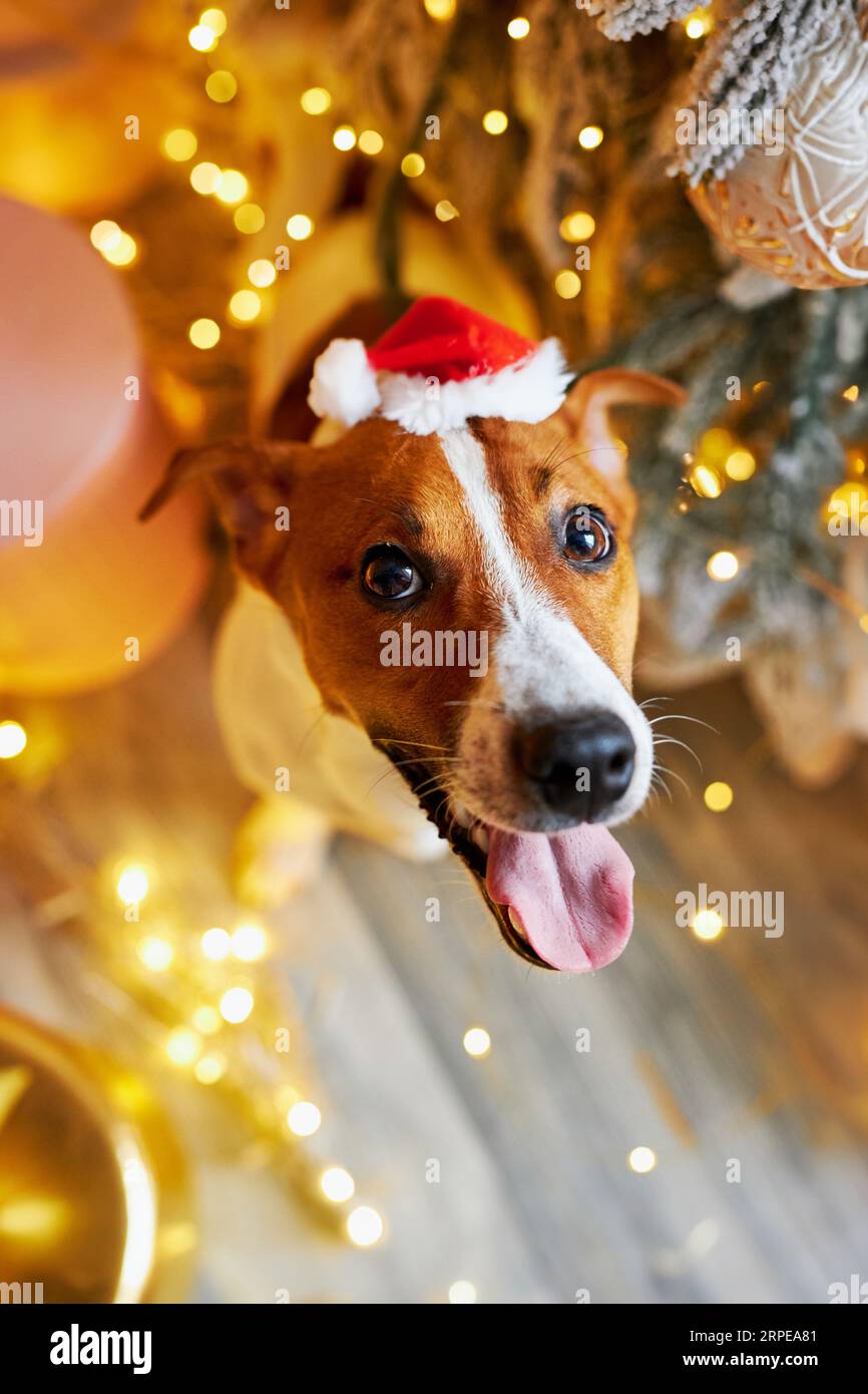Merry Christmas and Happy New Year. View from above of The Jack Russell ...