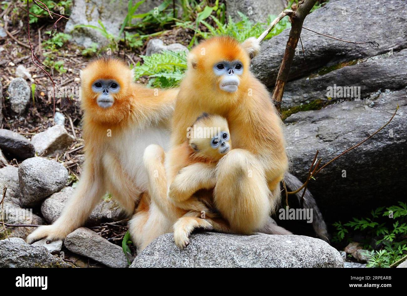 (190823) -- BEIJING, Aug. 23, 2019 -- Golden monkeys rest in the giant ...