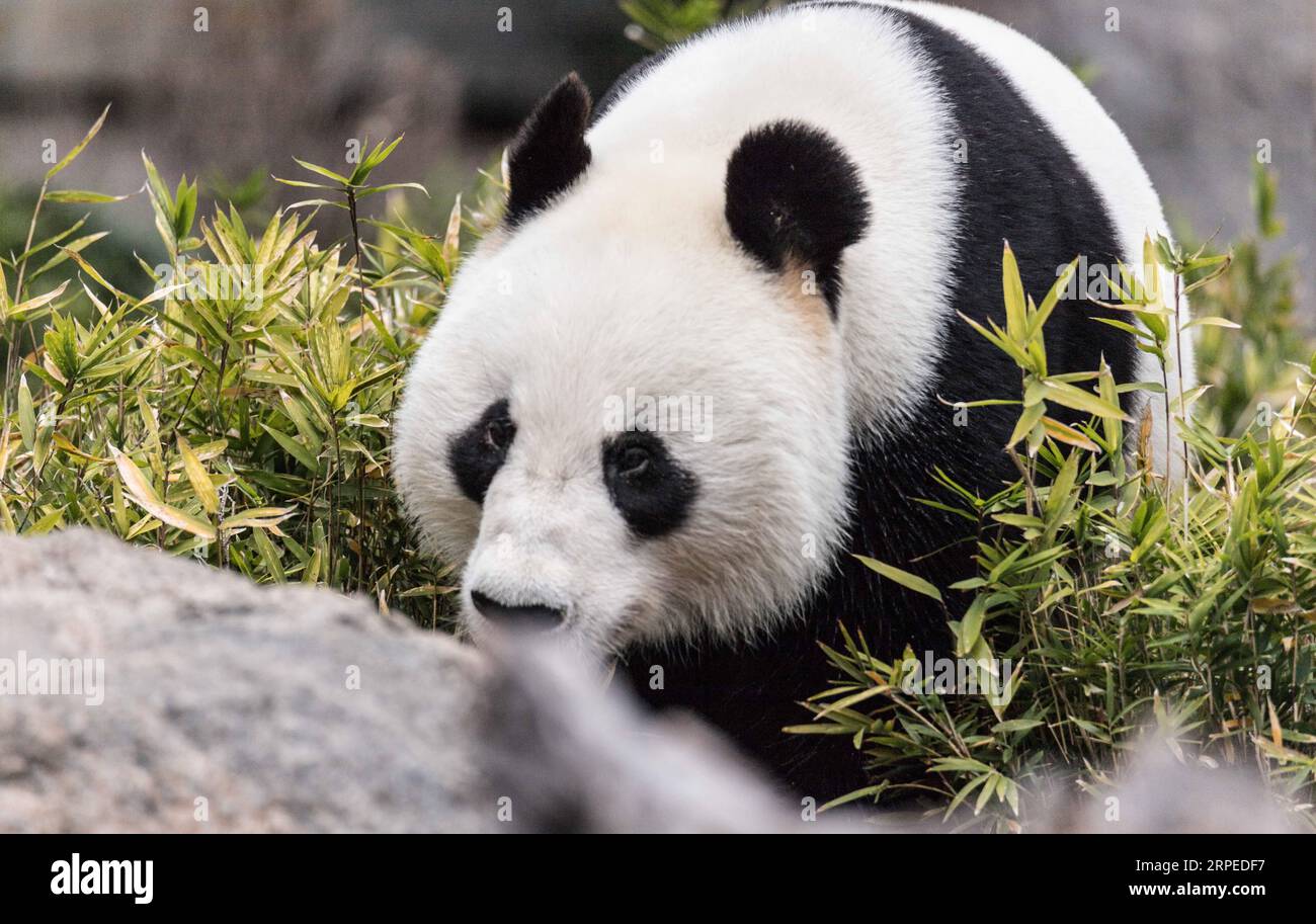 (190825) -- ADELAIDE, Aug. 25, 2019 -- Panda Wang Wang is on its way to ...