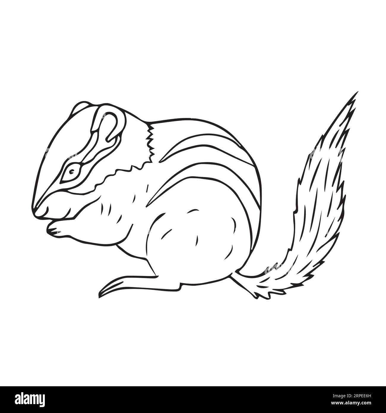 Vector hand drawn doodle sketch chipmunk isolated on white background ...