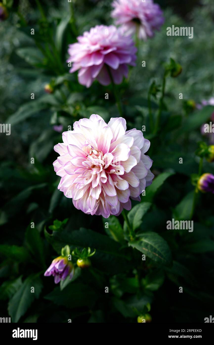 Waterlily dahlia white hi-res stock photography and images - Alamy