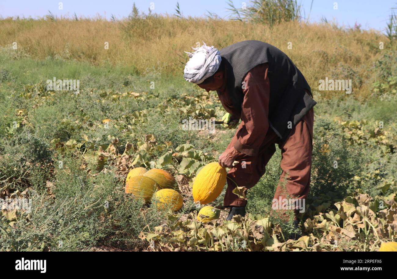 Afghan melon hi-res stock photography and images - Alamy