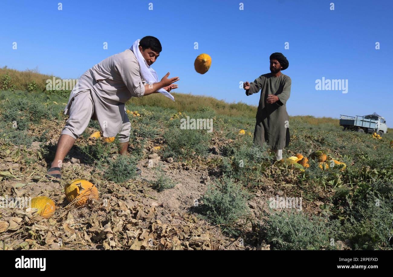 Afghan melon hi-res stock photography and images - Alamy