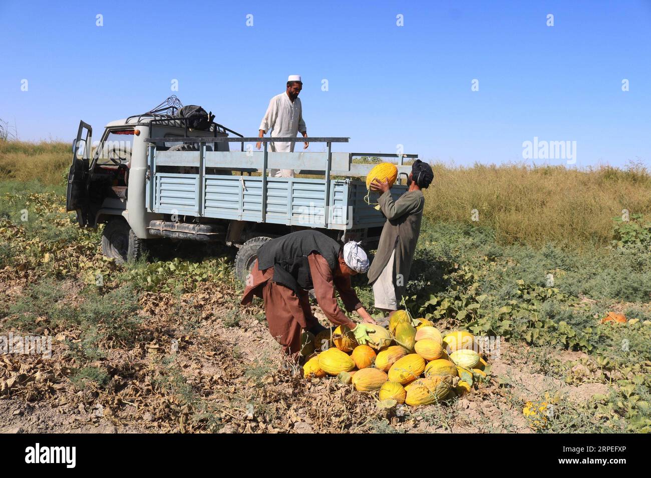 Afghan melon hi-res stock photography and images - Alamy
