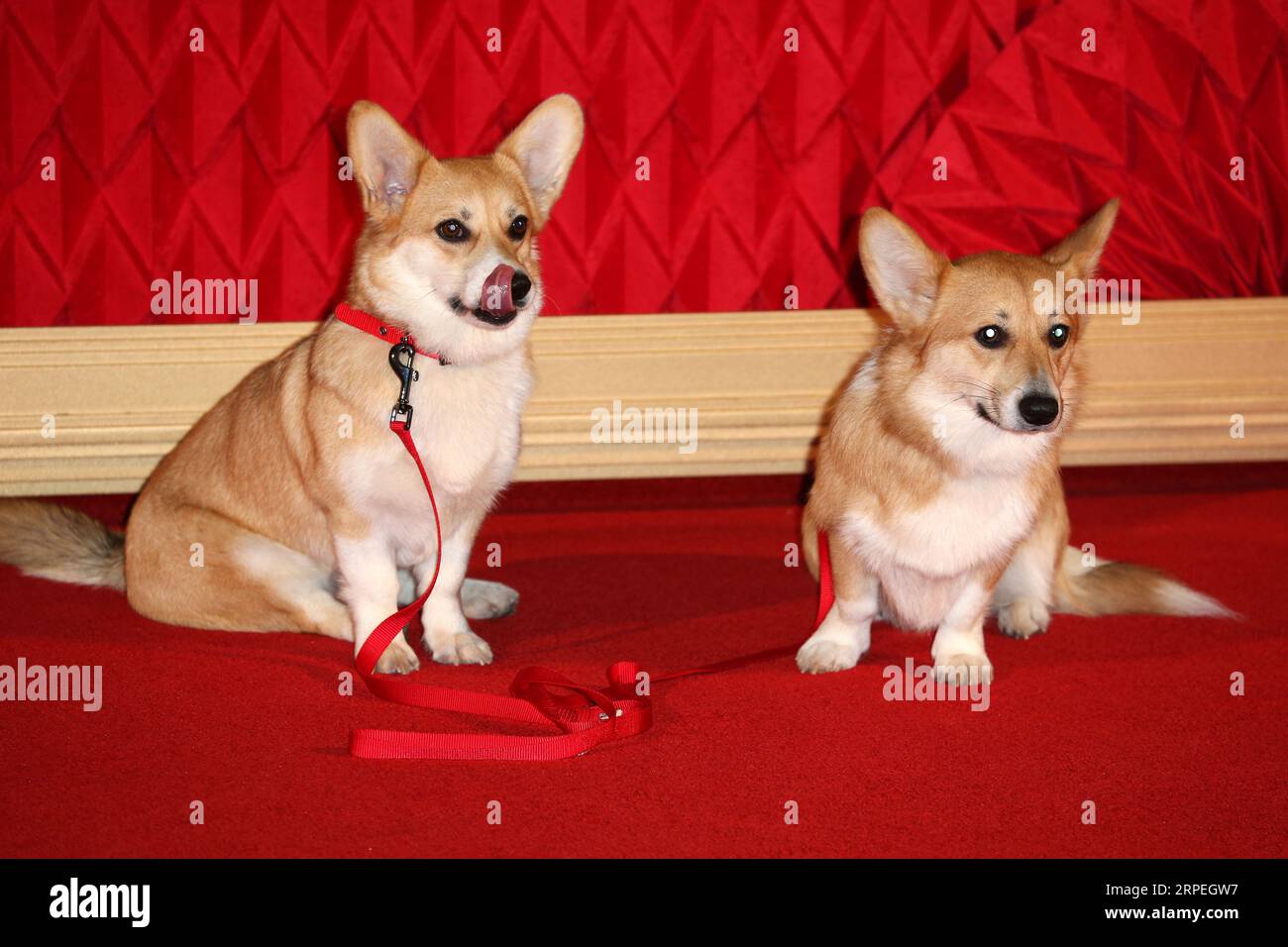 London, UK. 21st Nov, 2017. Corgis attends the World Premiere of season ...