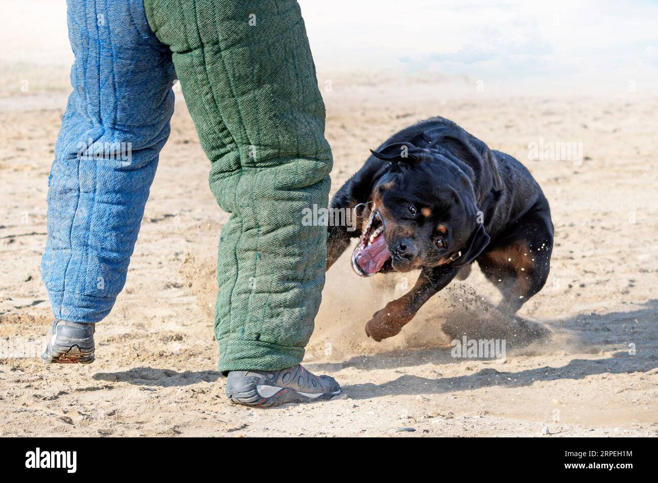 Rottweiler dog barking hi-res stock photography and images - Alamy