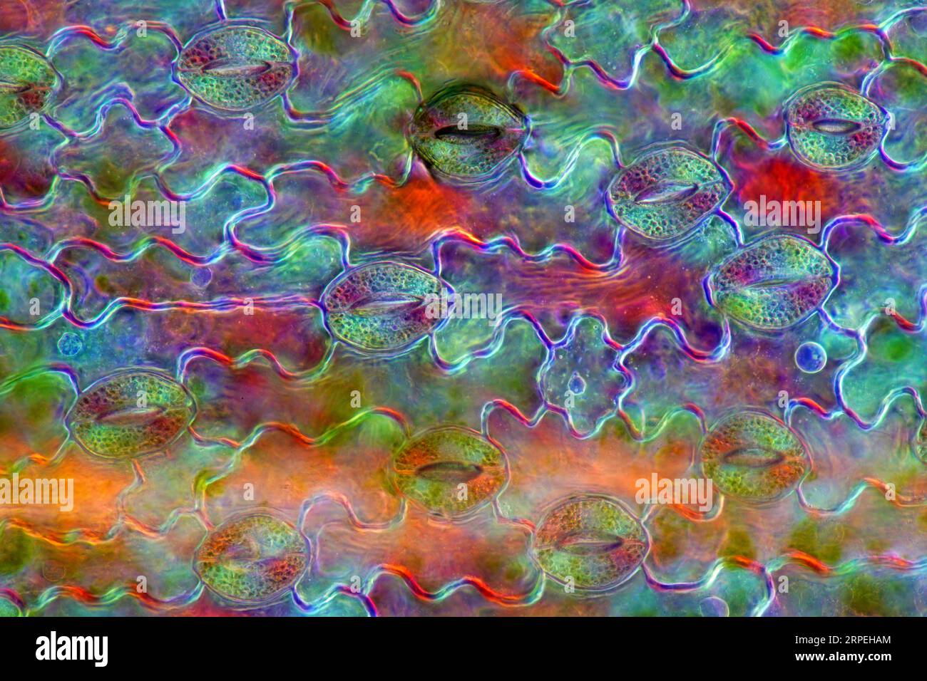 The image presents stomata in lily leaf epidermis, photographed through ...