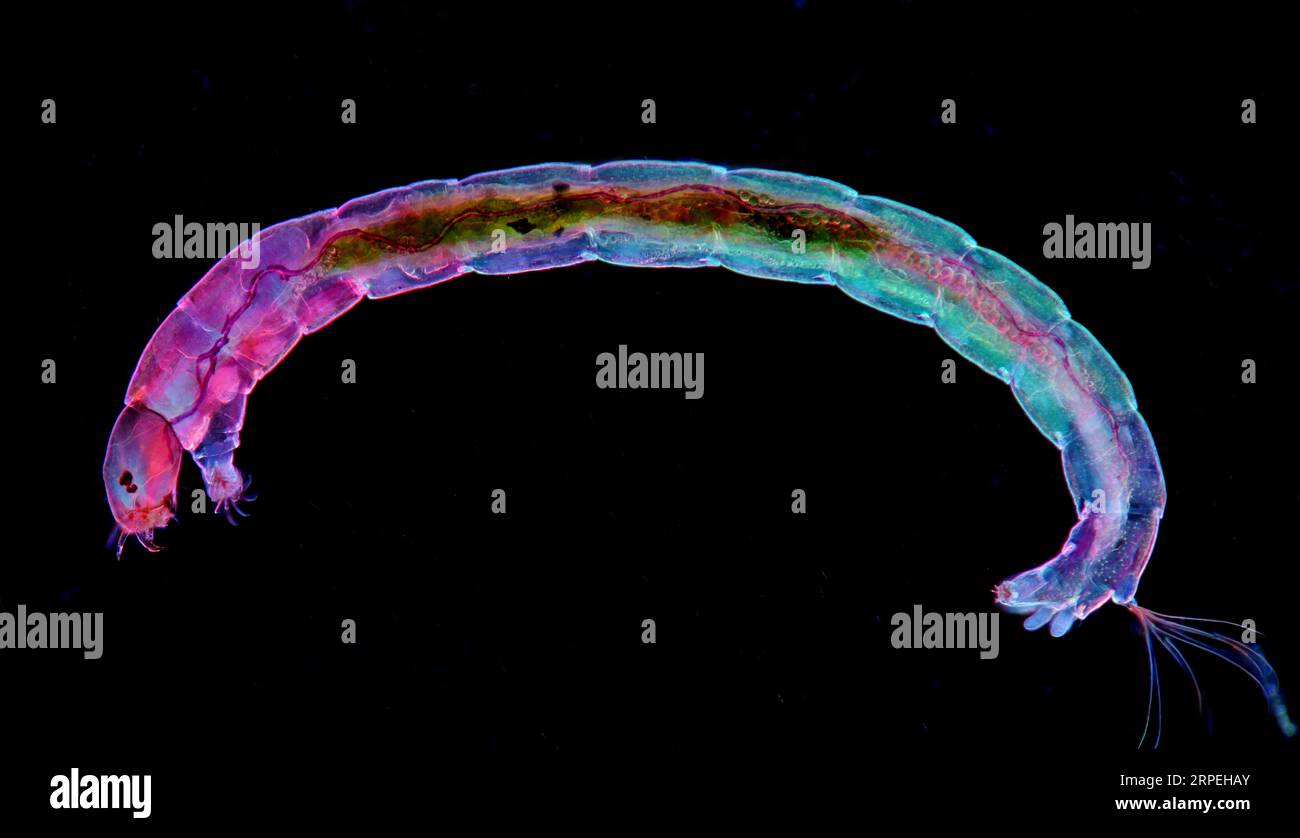 The image presents diptera larva, photographed through the microscope ...
