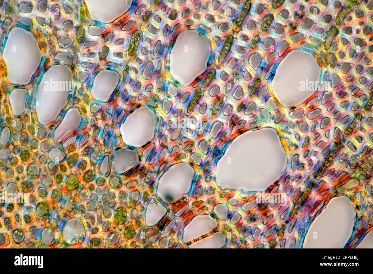 Xylem tissue hi-res stock photography and images - Alamy